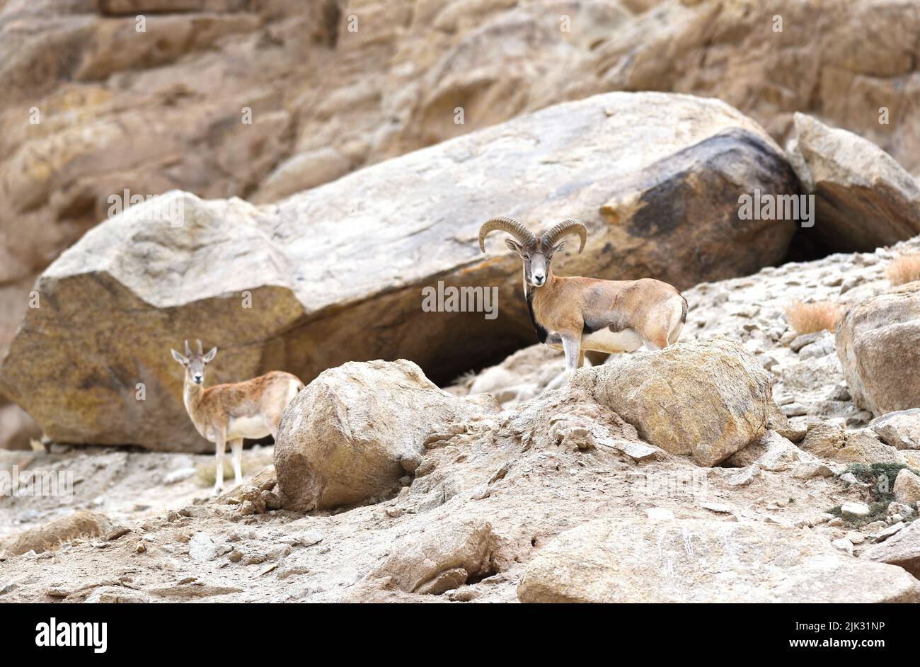 Urial male looking at camera at Hemis National Park Stock Photo - Alamy