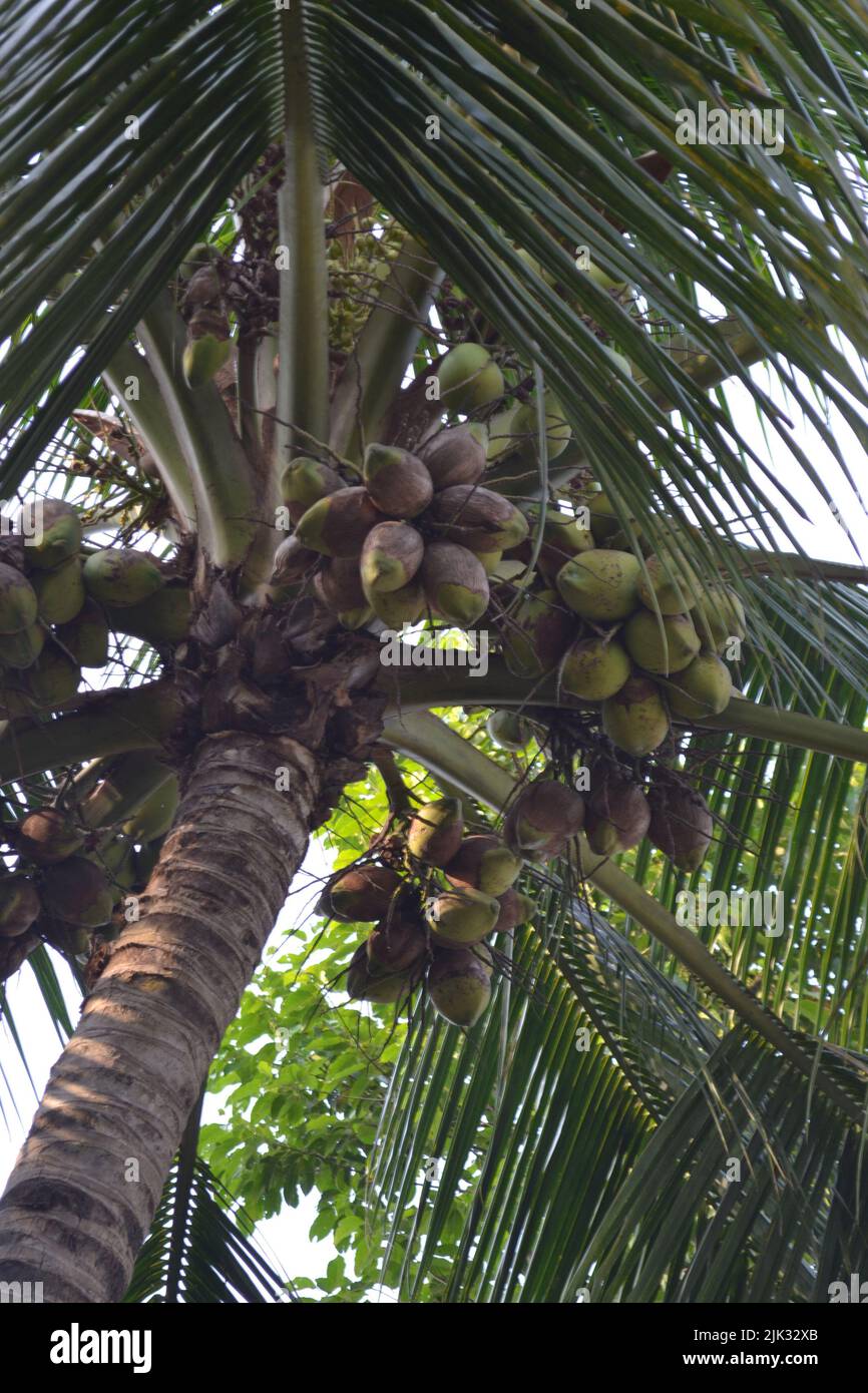 Coconut tree photo hi-res stock photography and images - Alamy