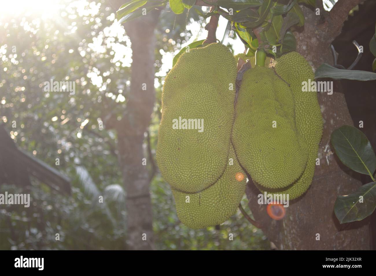 Jackfruit photo hi-res stock photography and images - Alamy
