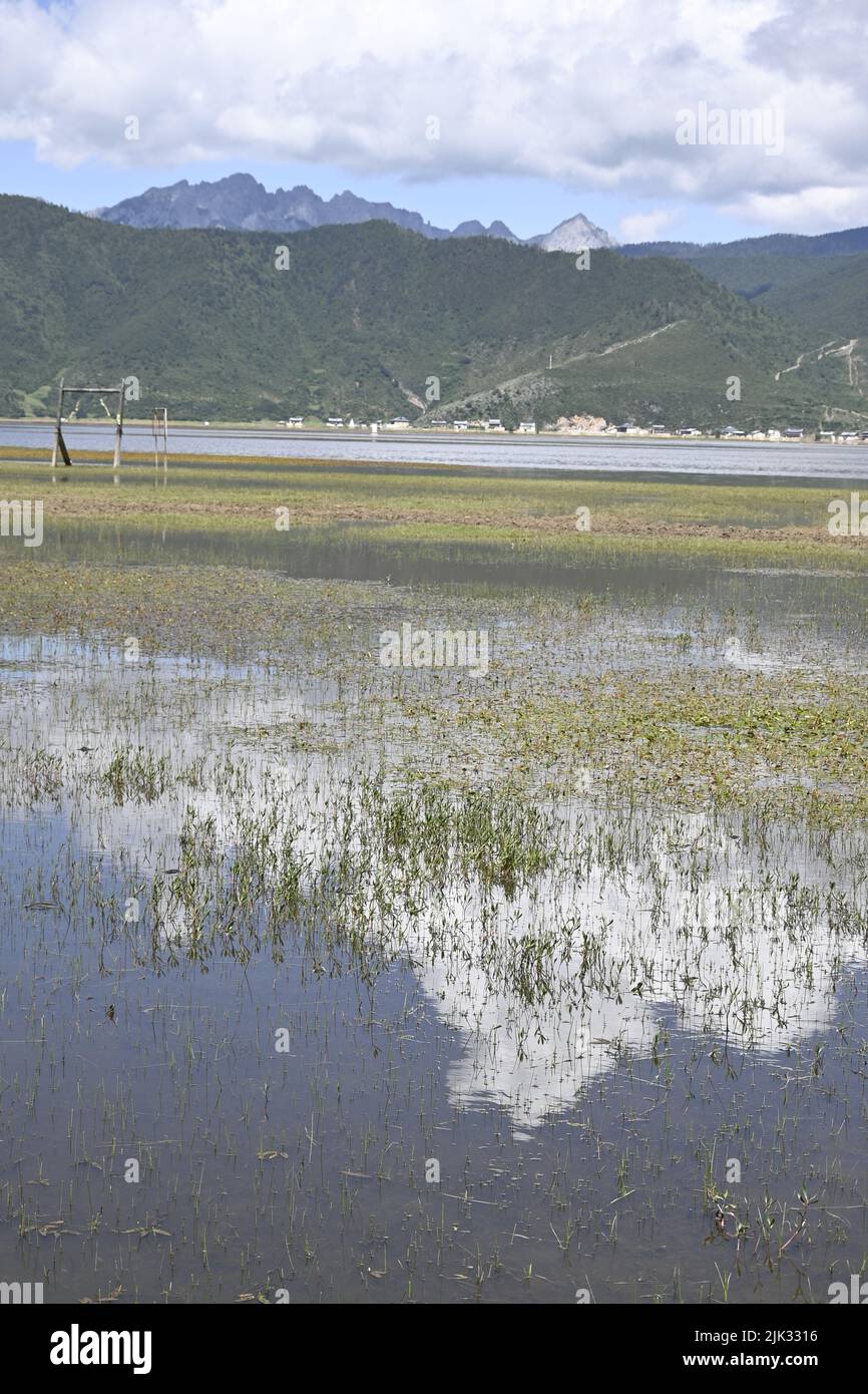 Explore and enjoy the wide open spaces of Napahai park in Shangri-La ...