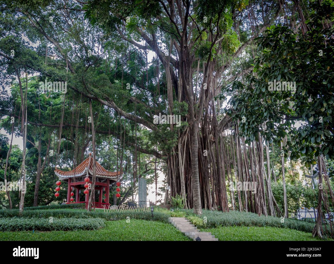 Millennial tree hi-res stock photography and images - Alamy