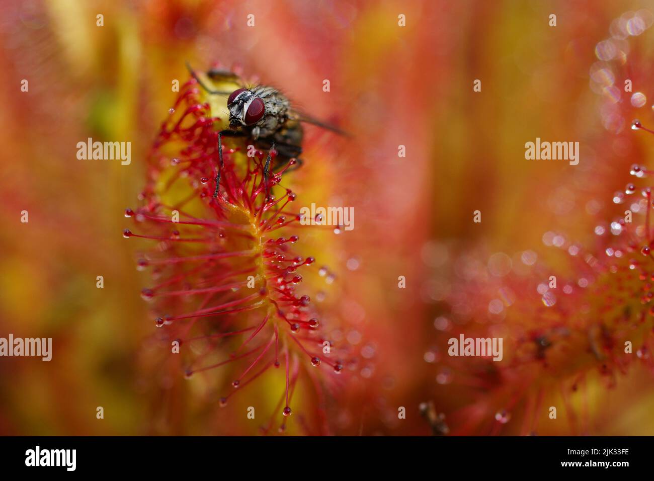 Sundew insect hi-res stock photography and images - Alamy