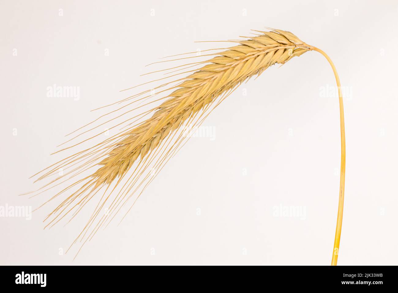 Single wheat straw on white background Stock Photo - Alamy