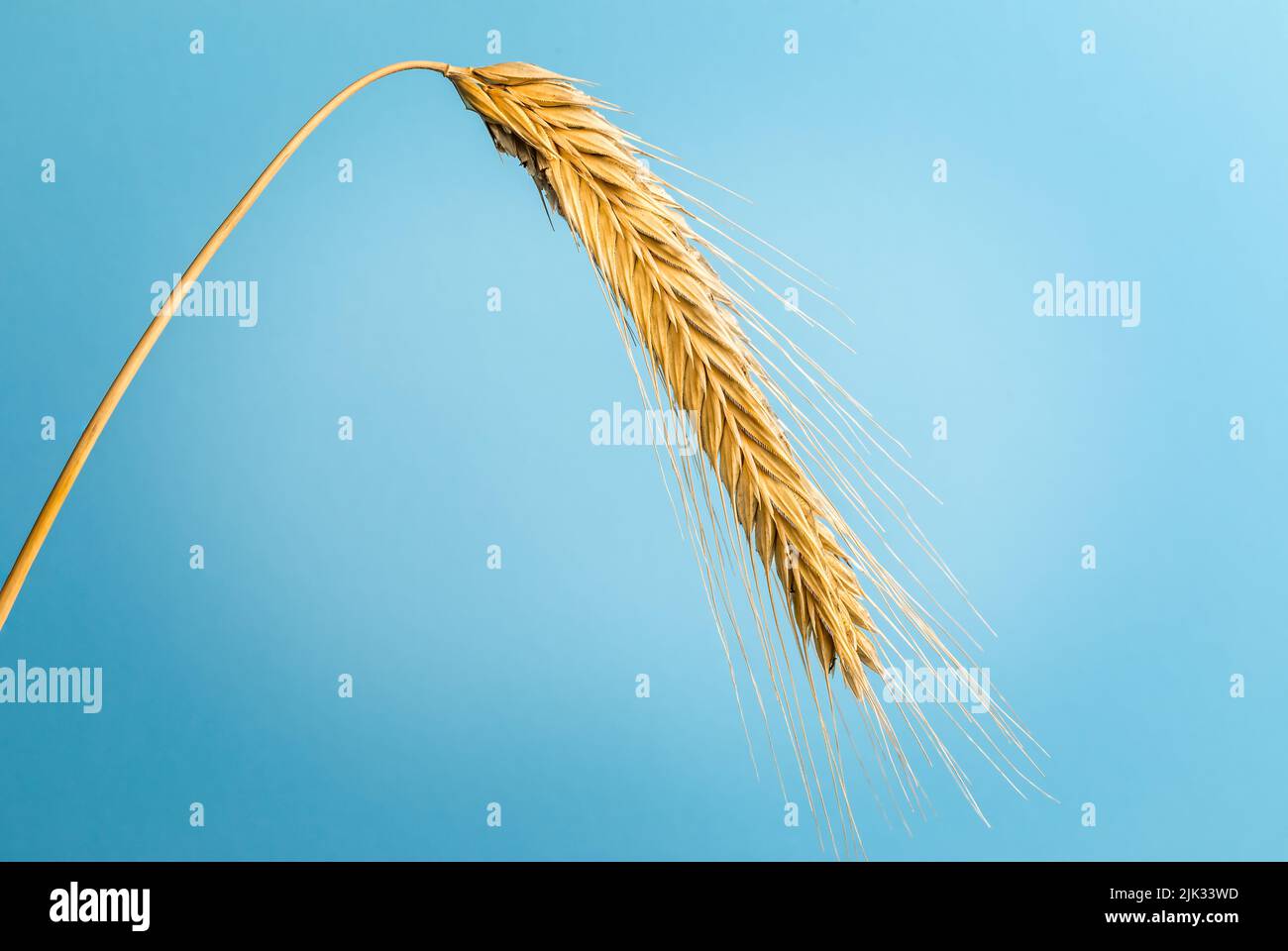 Single wheat straw on blue background Stock Photo - Alamy