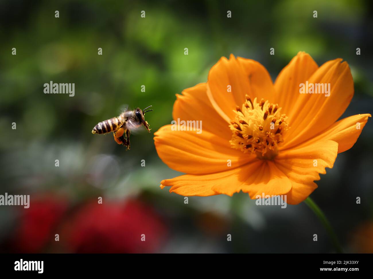 Flying honey bee collecting pollen from flower. This photo was taken ...