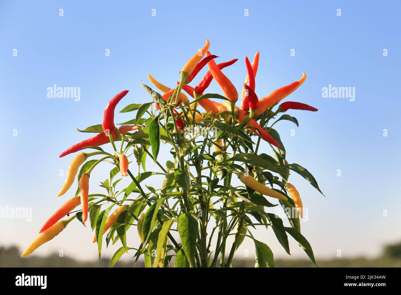 Chilli seedling hi-res stock photography and images - Alamy