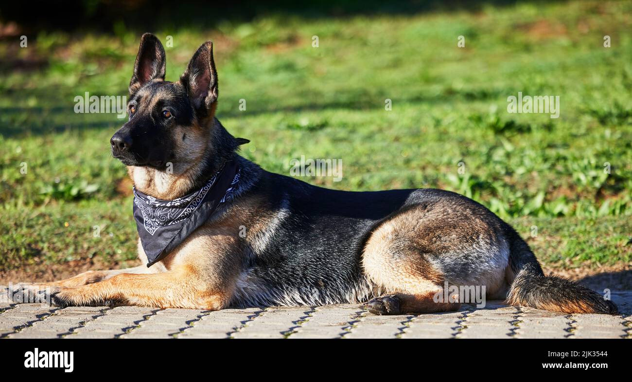 Every dog deserves a happy life like this. an adorable german shepherd ...