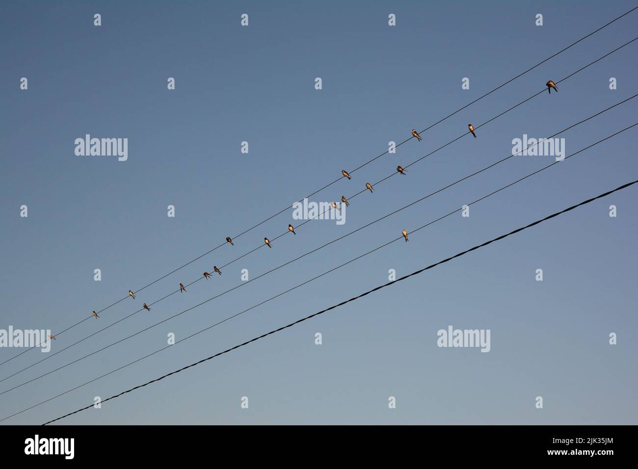 Rural landscape. A lot of barn swallows, Hirundo rustica birds sitting ...