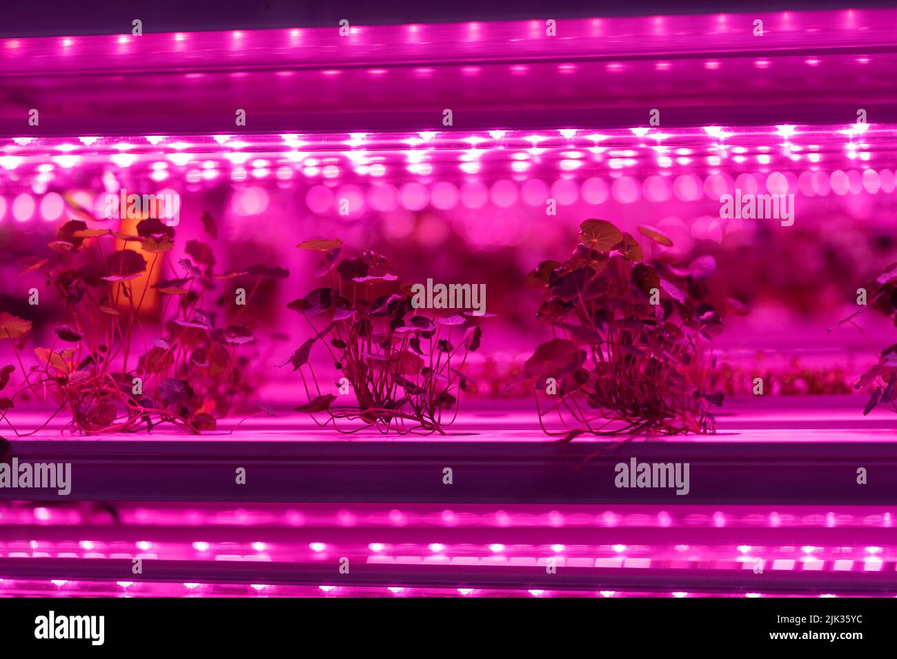 Vegetable green salad growing in hydroponic system. Plant cultivated in ...