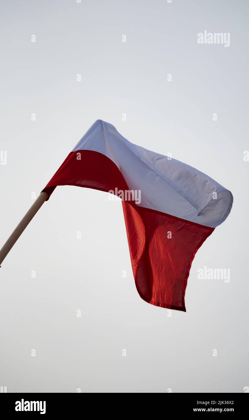 Polish flag isolated on a light background. Polish national colors in ...