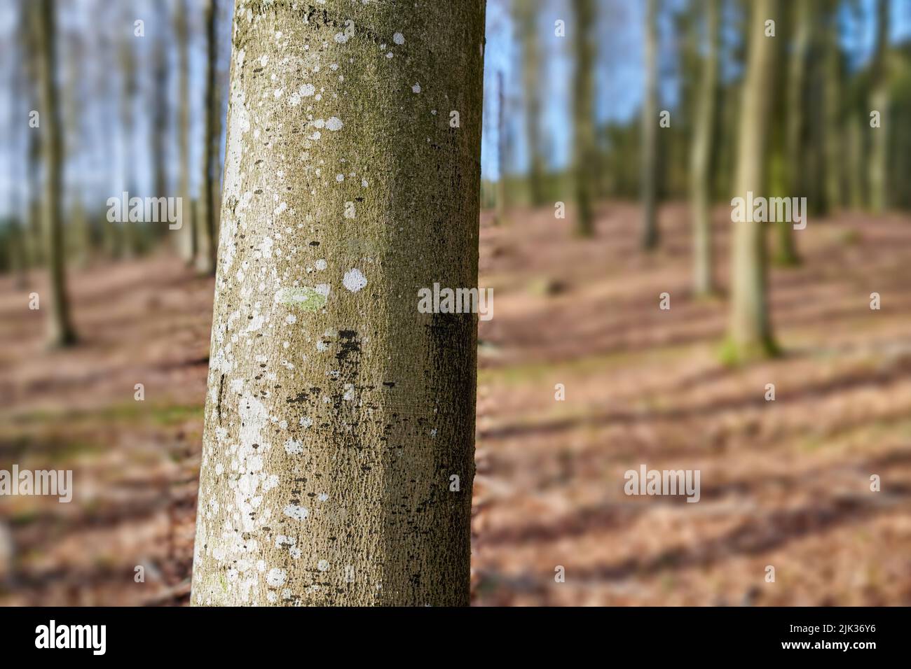 The forest. The forest in late autumn, winter and early spring Stock ...
