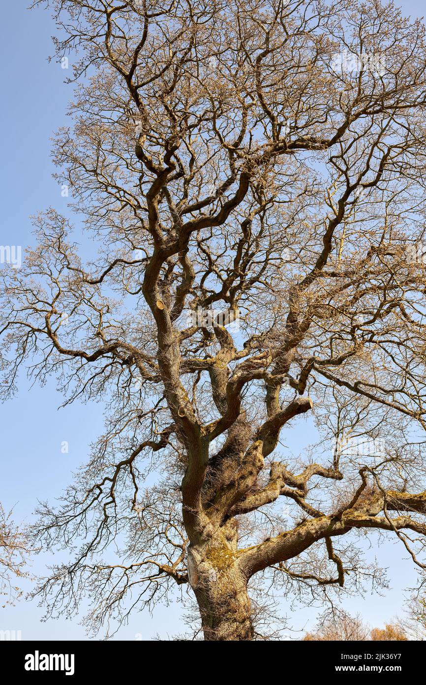 The forest. The forest in late autumn, winter and early spring Stock ...