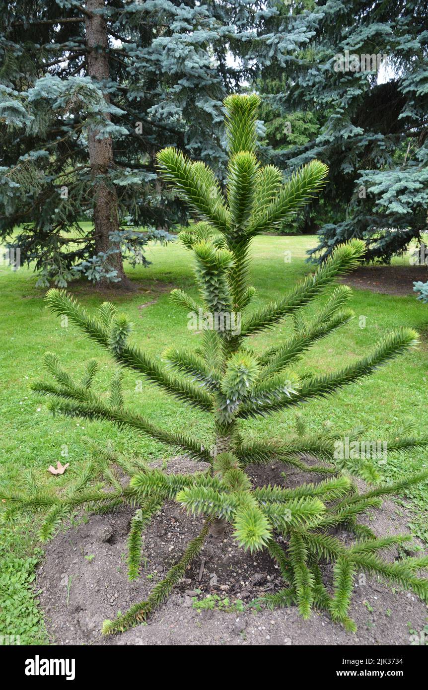 Sparse branches hi-res stock photography and images - Alamy