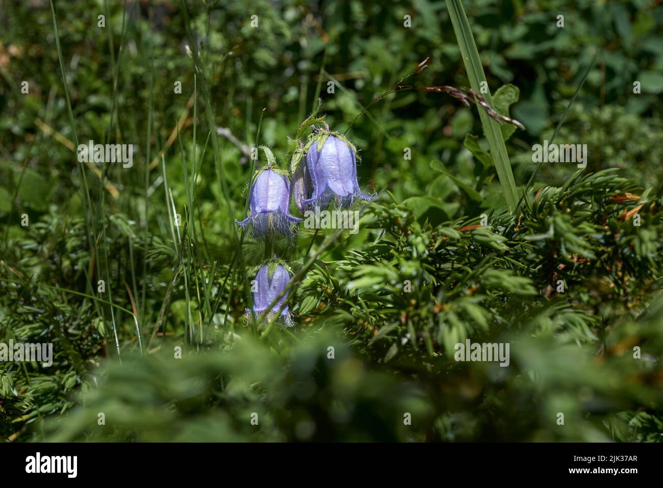 Short purple flowers hi-res stock photography and images - Alamy
