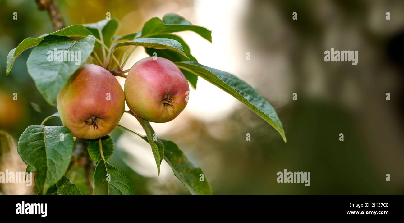 Apples in outdoor setting. A photo of taste and beautiful apples Stock ...