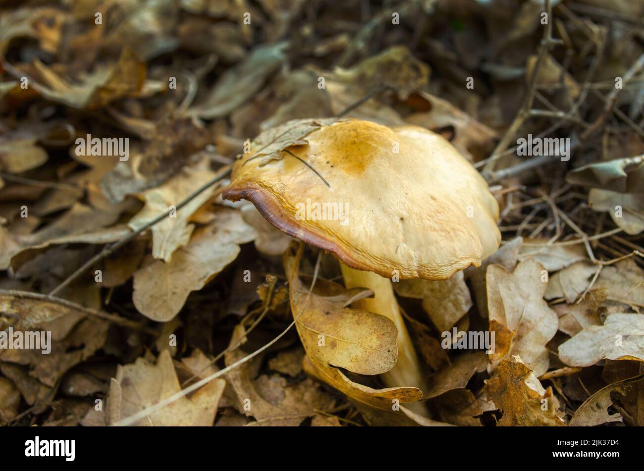 One oiler mushroom in dry light brown leaves. Autumn concept background of food Stock Photo - Alamy