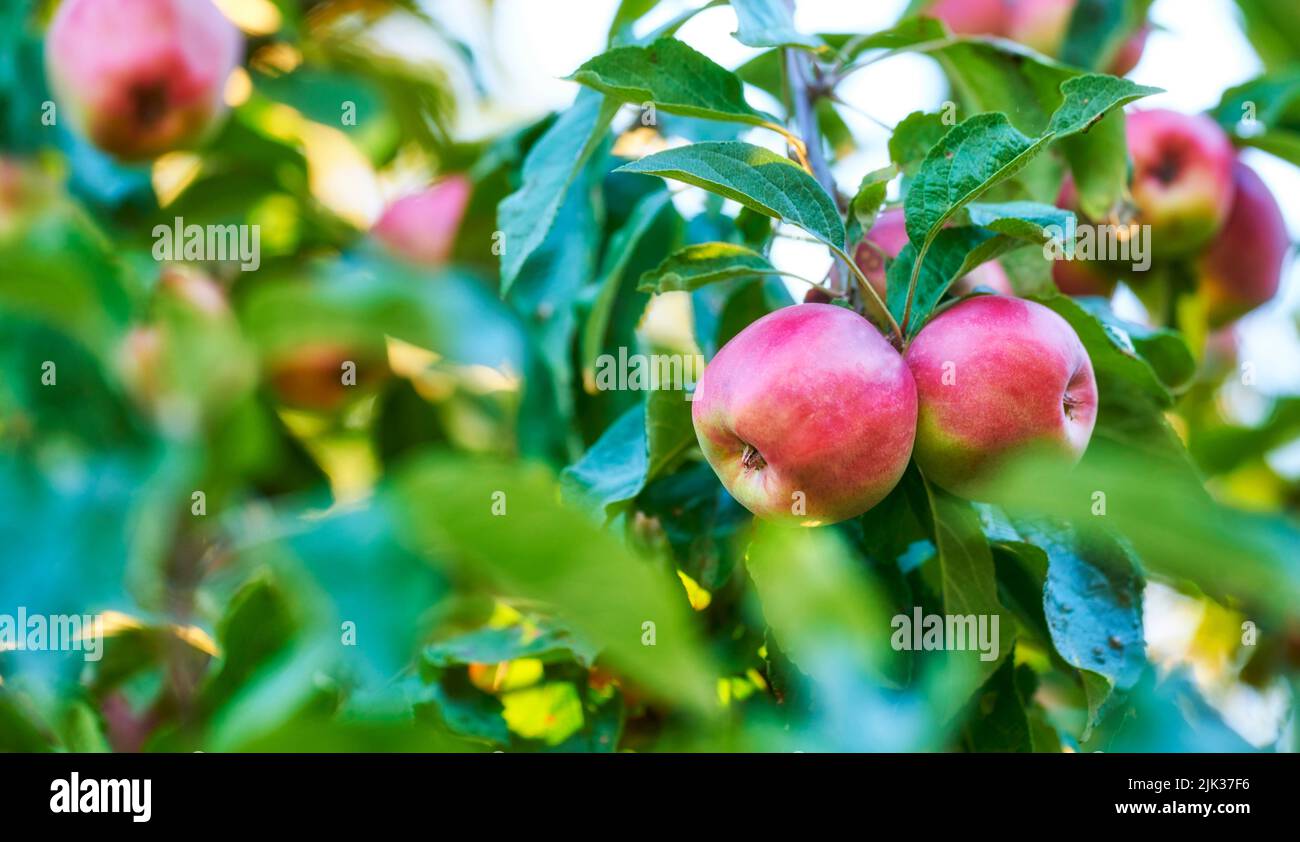 Apples in outdoor setting. A photo of taste and beautiful apples Stock ...