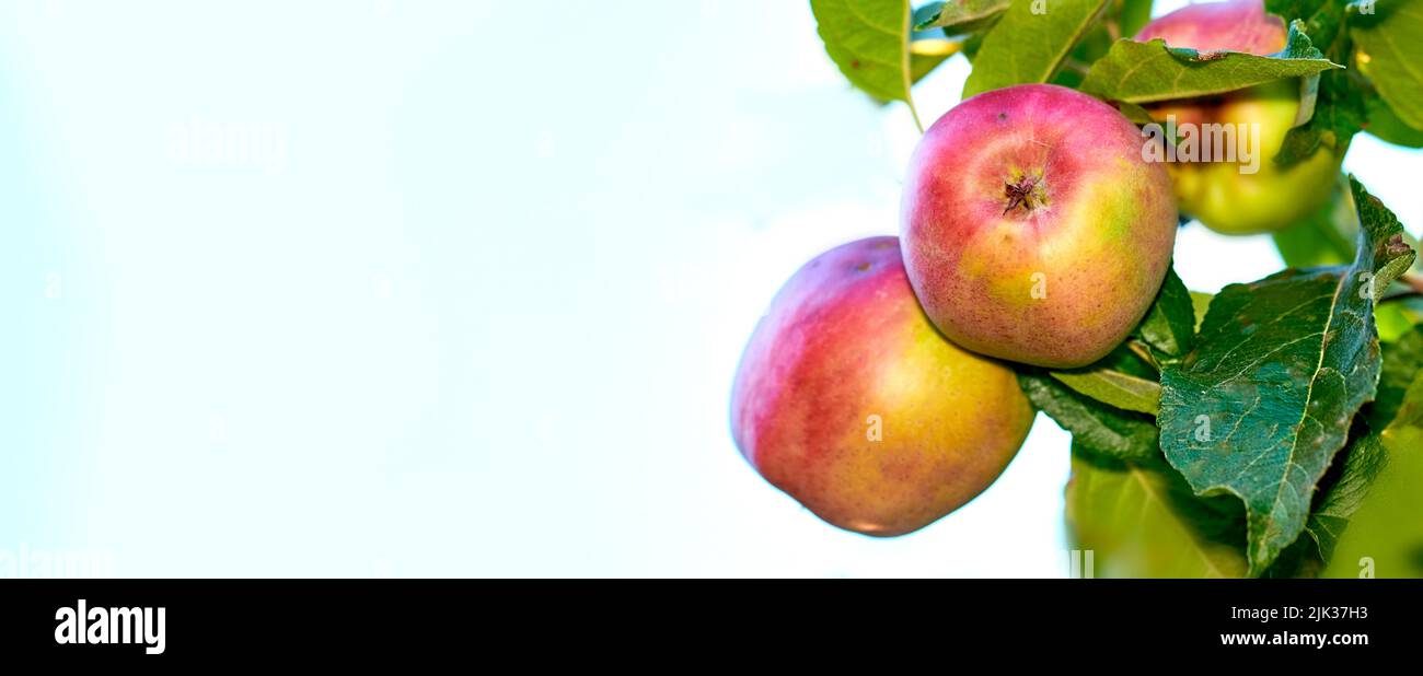 Apples in outdoor setting. A photo of taste and beautiful apples Stock ...