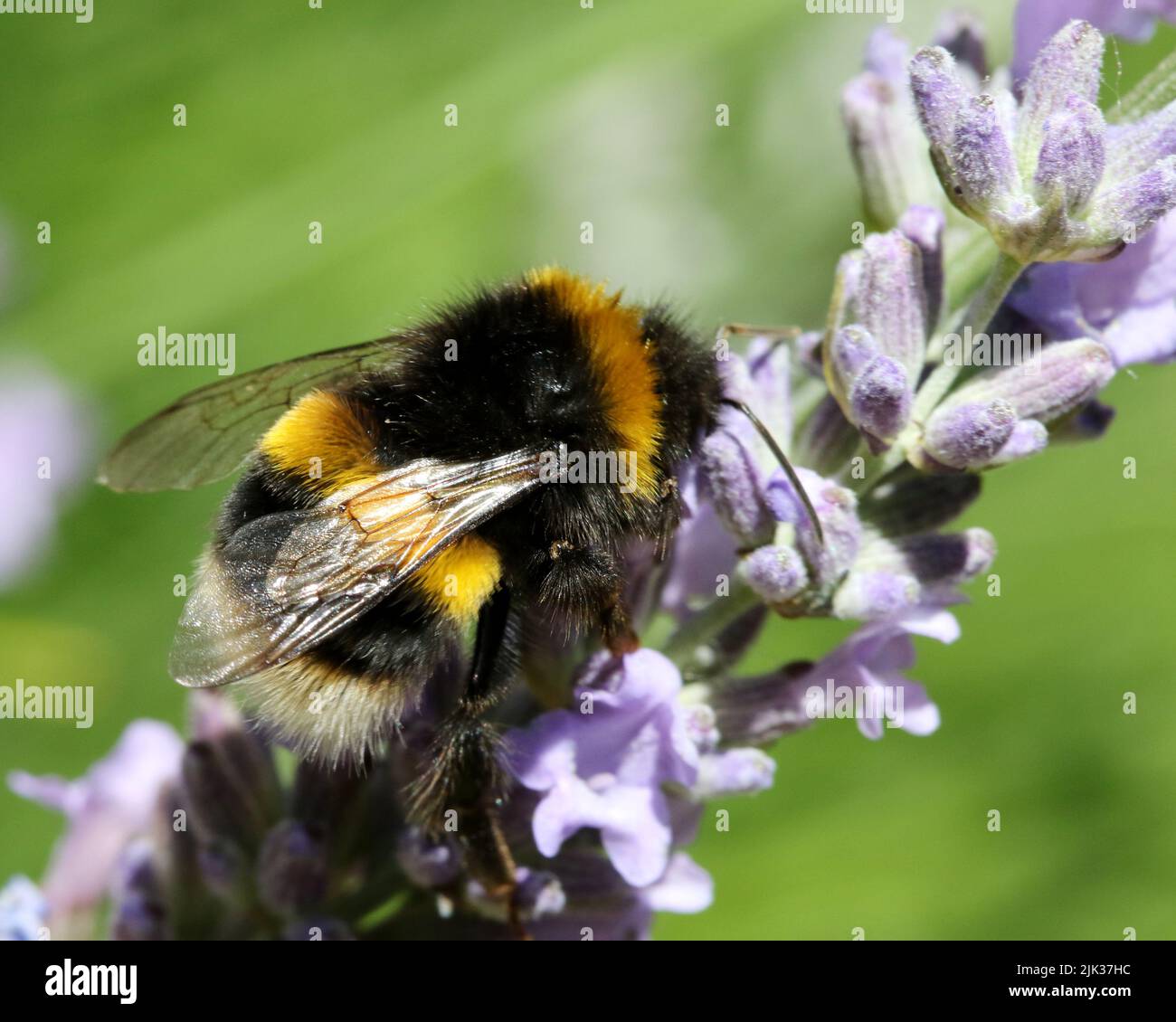 Buff-tailed Bumblebee (Bombus terrestris Stock Photo - Alamy