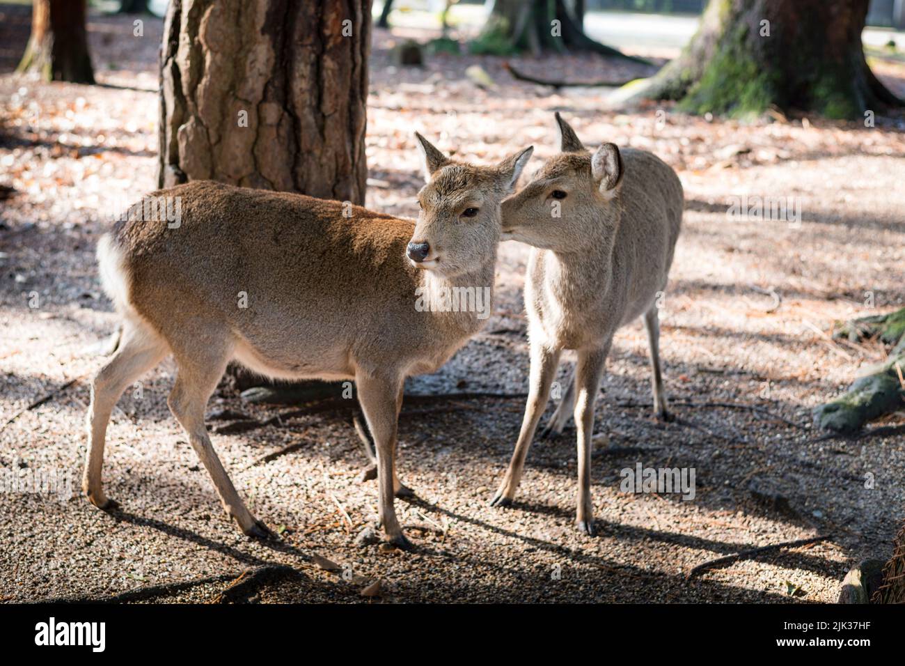 Deer in the Kasugayama Primeval Forest, Nara, Japan Stock Photo - Alamy