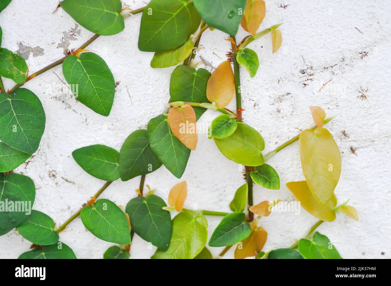 ficus pumila or climbing fig plant ,yellow leaves Stock Photo - Alamy
