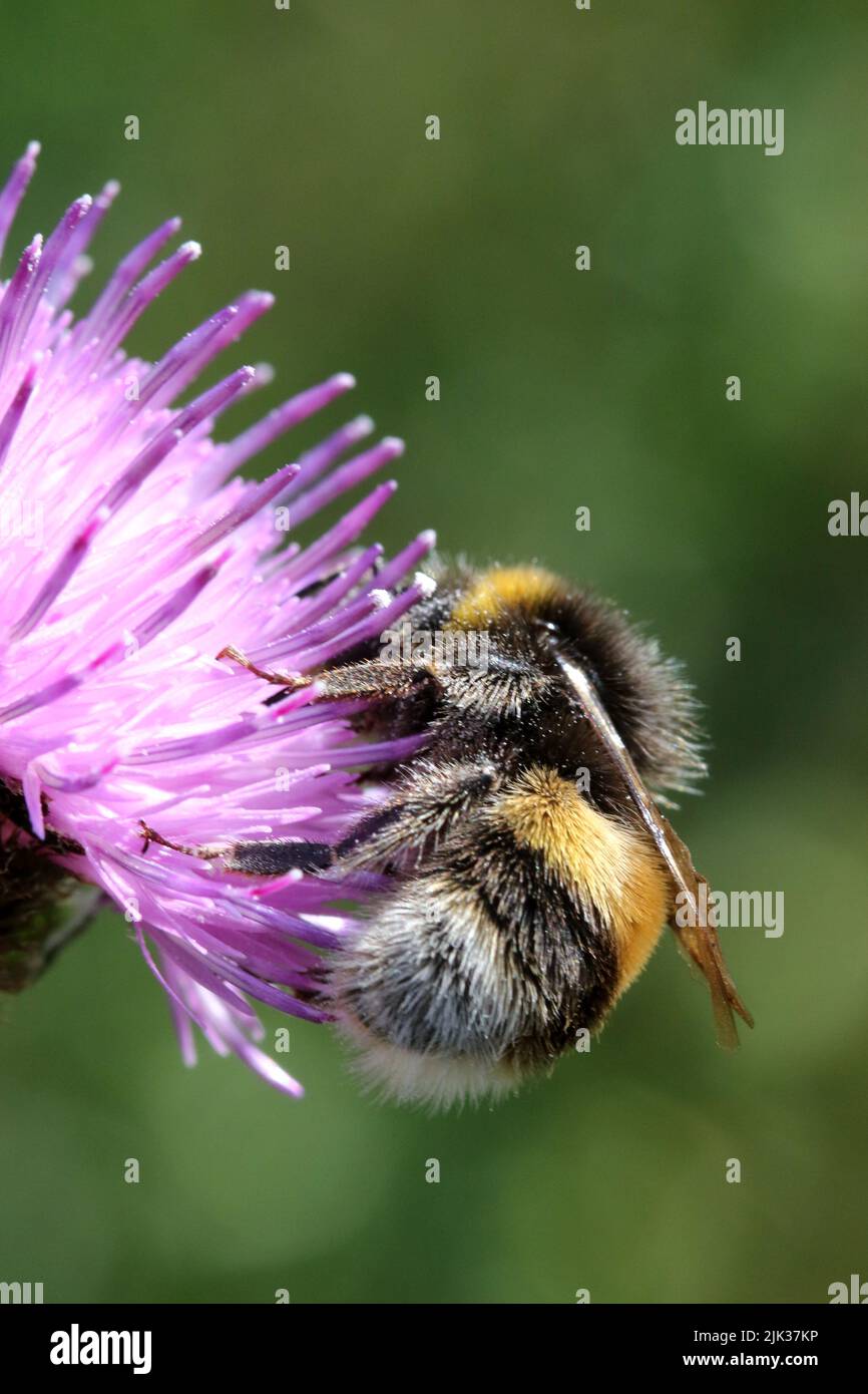 White tailed bumblebee hi-res stock photography and images - Alamy