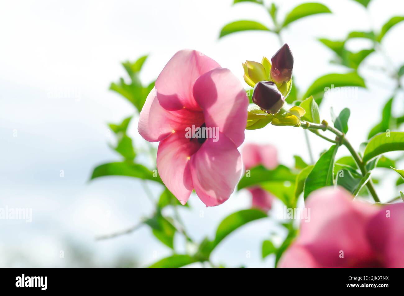 Allamanda violacea hi-res stock photography and images - Alamy