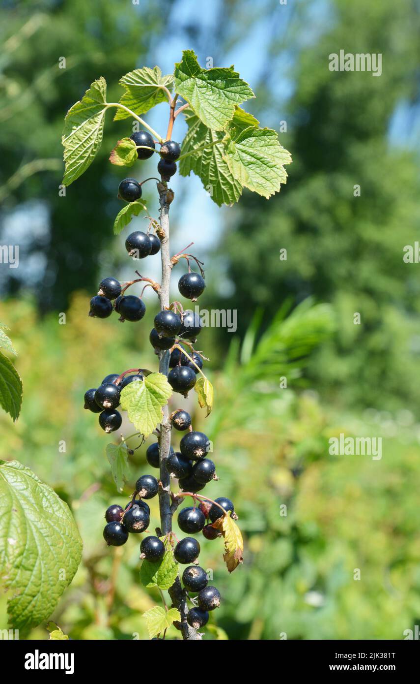 Growing and caring for the blackcurrant plant in the orchard. Health ...