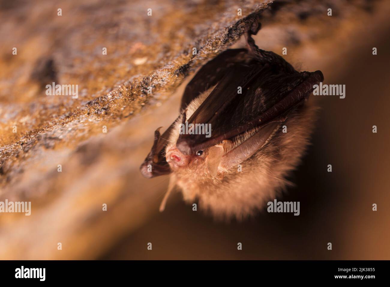 Close up picture of small Brown long-eared bat Plecotus auritus hanging ...