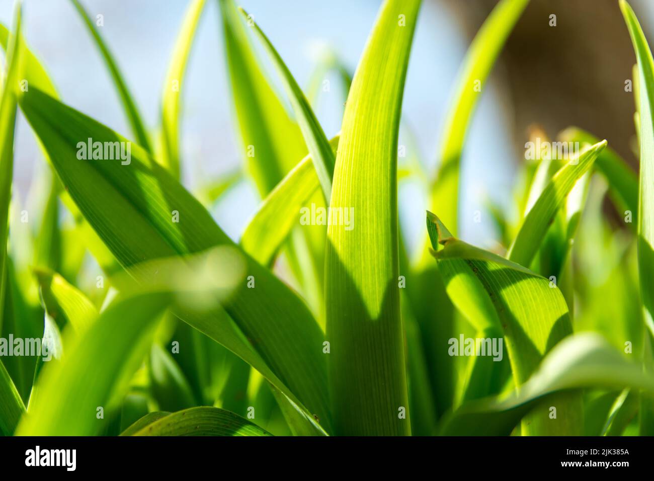 Grass texture perspective hi-res stock photography and images - Alamy