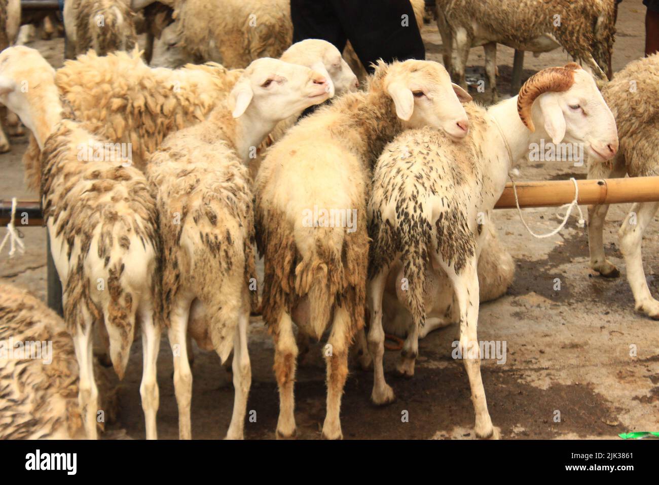 goat, javanese goat (gembel), gibas on traditional animal market Stock ...