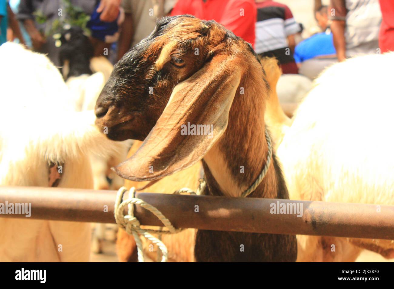 close up etawa goat (kambing etawa) javanese goat on traditional animal ...