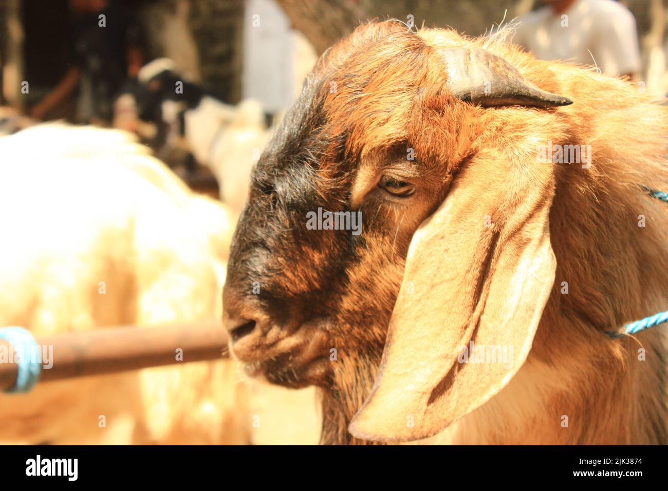 close up etawa goat (kambing etawa) javanese goat on traditional animal ...