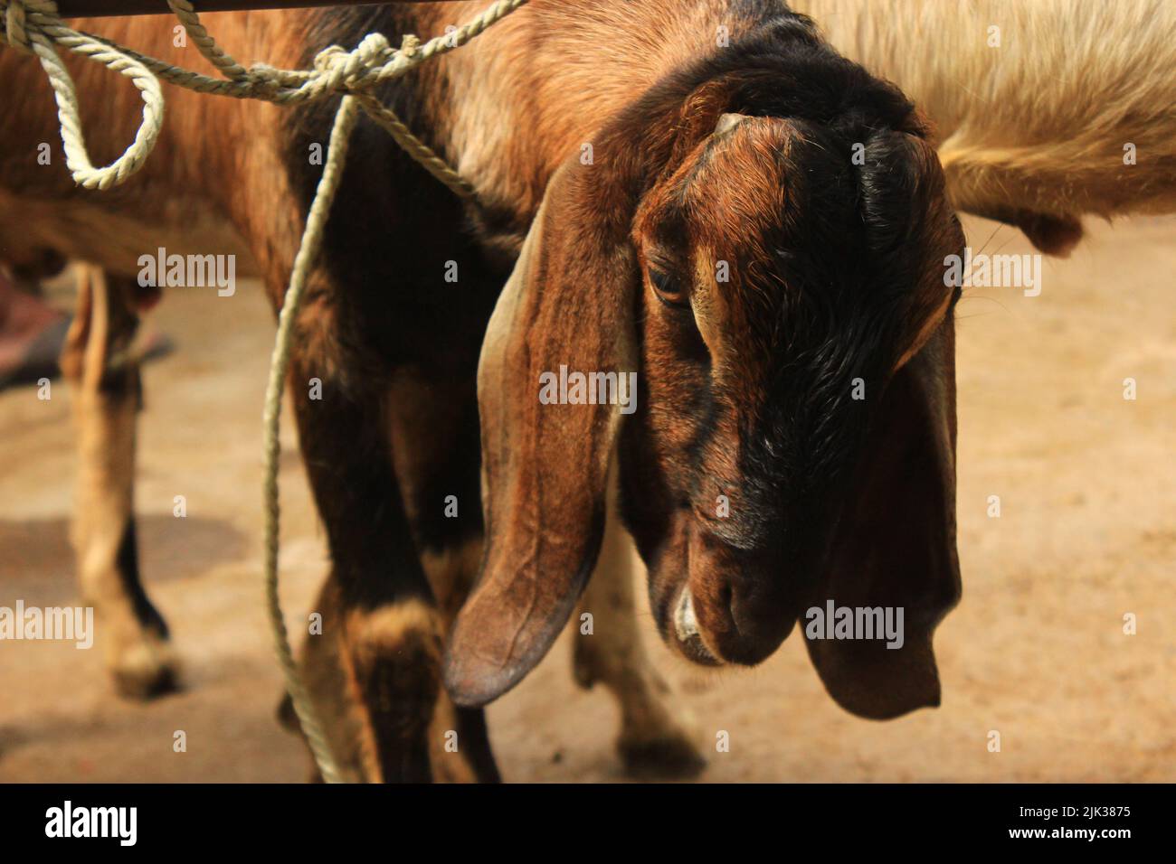 Kambing etawa hi-res stock photography and images - Alamy