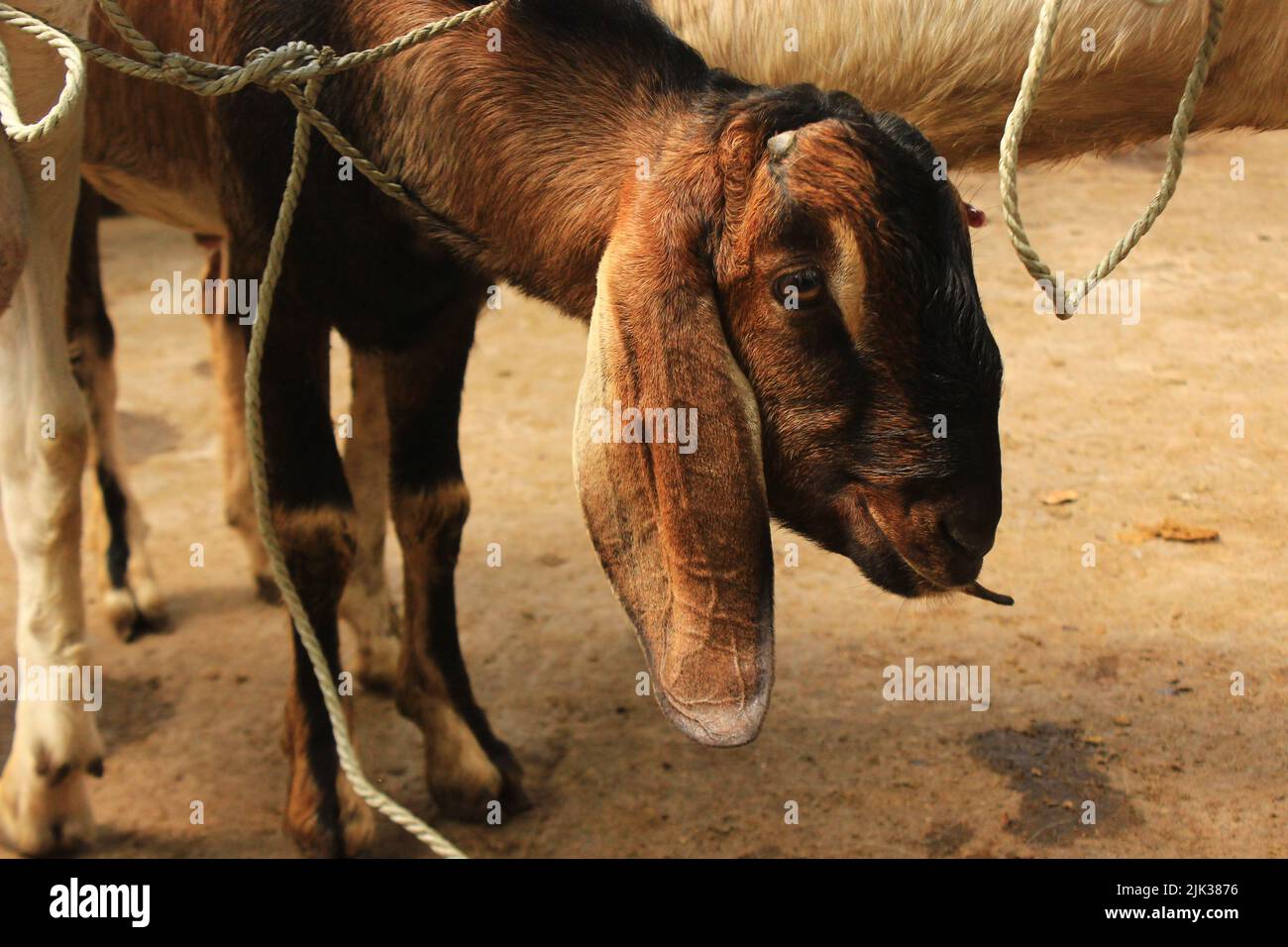 close up etawa goat (kambing etawa) javanese goat on traditional animal ...