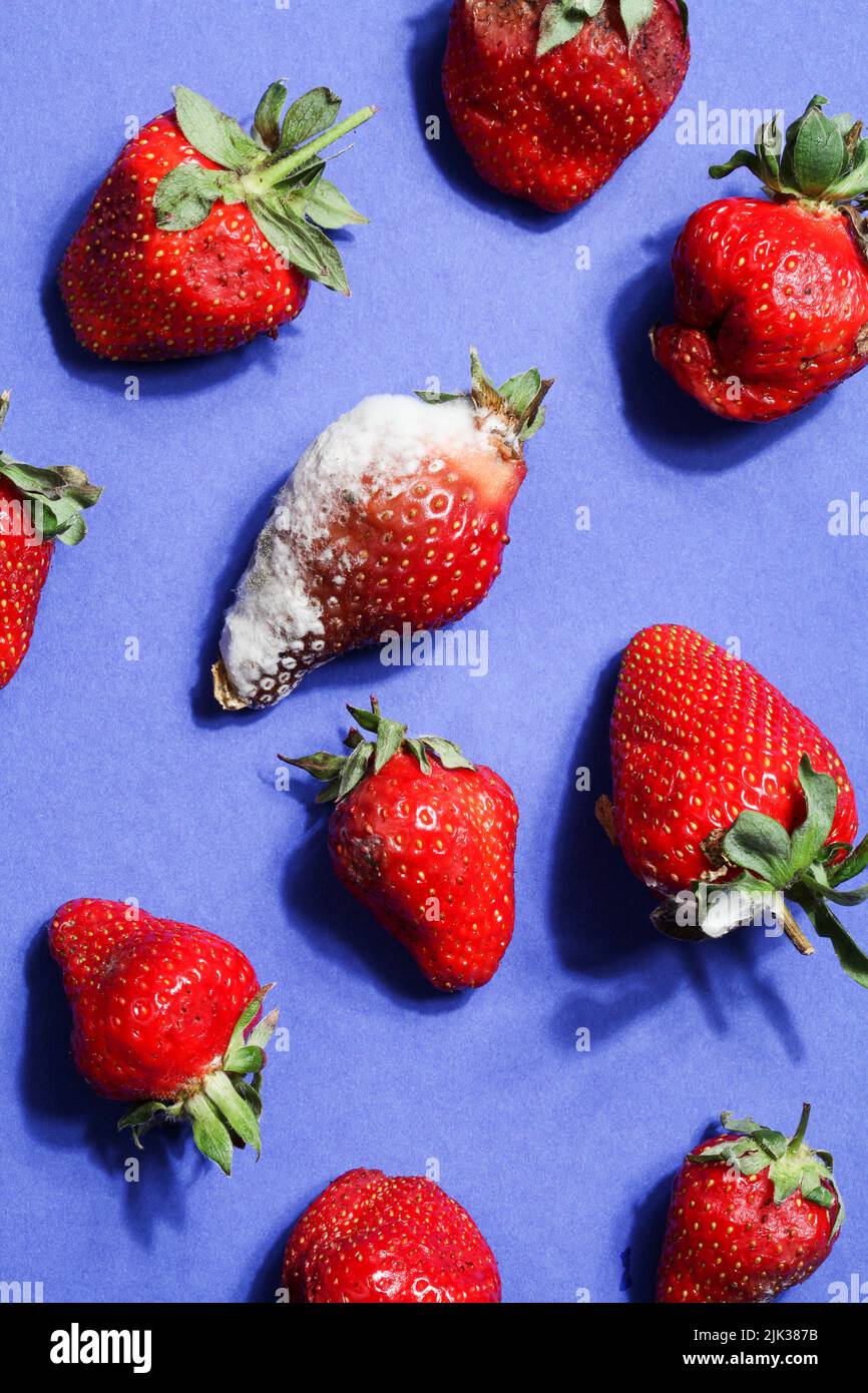 rotten strawberries on blue background.global hunger problem. copy ...