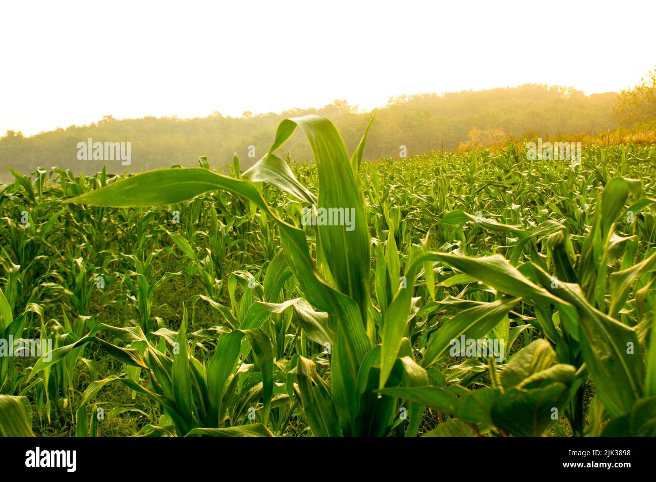 Beautiful morning sunrise over the corn field, indonesia Stock Photo ...