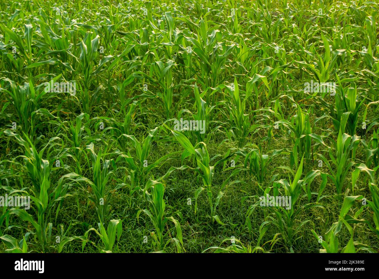 Beautiful morning sunrise over the corn field, indonesia Stock Photo ...