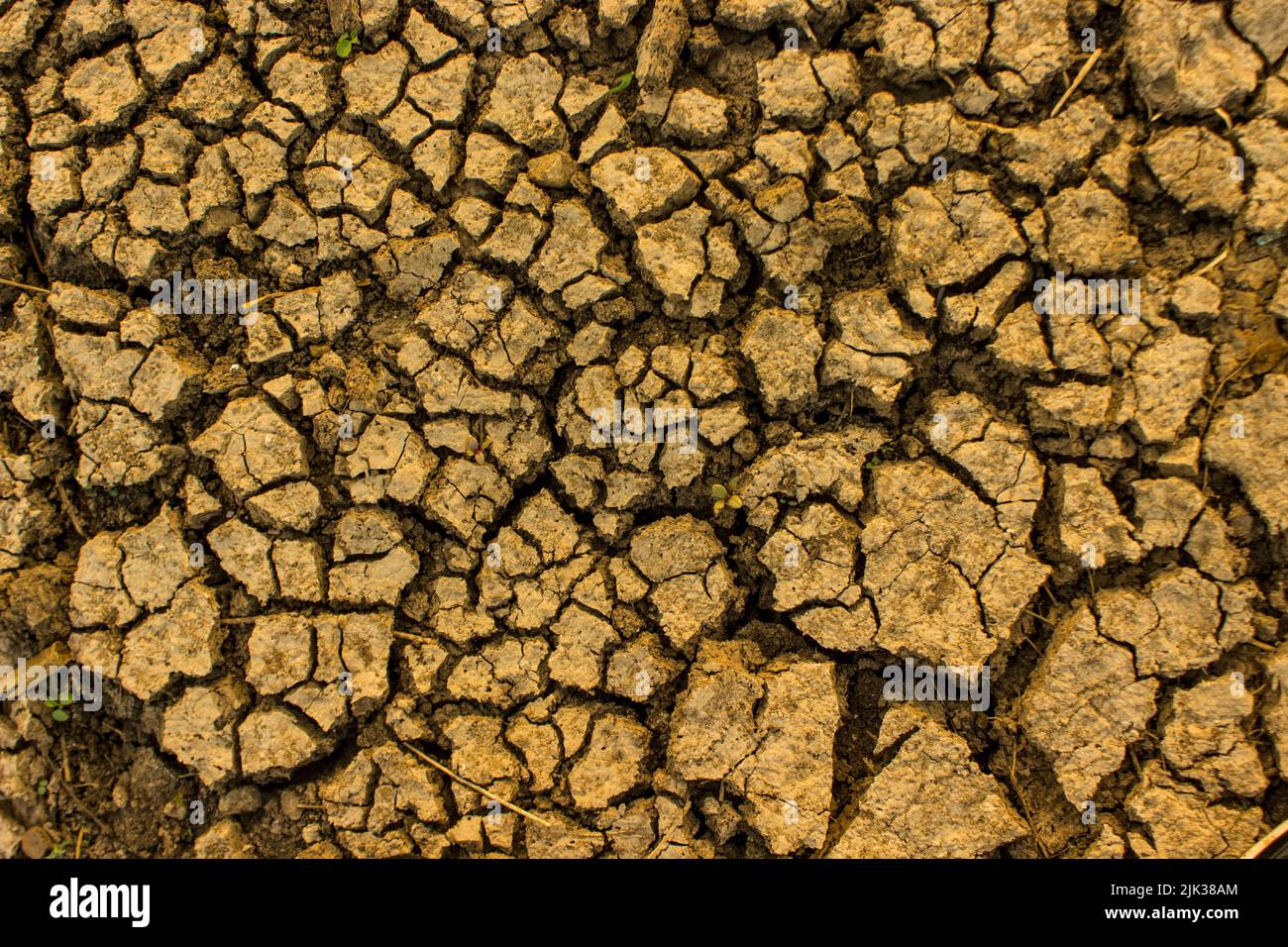 Cracked Desert Texture
