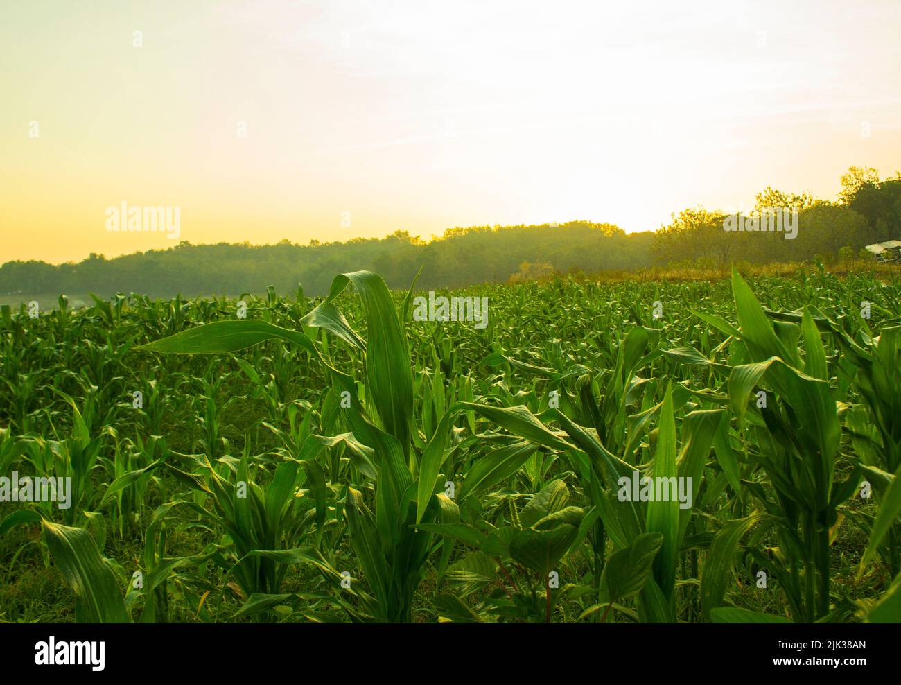 Beautiful morning sunrise over the corn field, indonesia Stock Photo ...