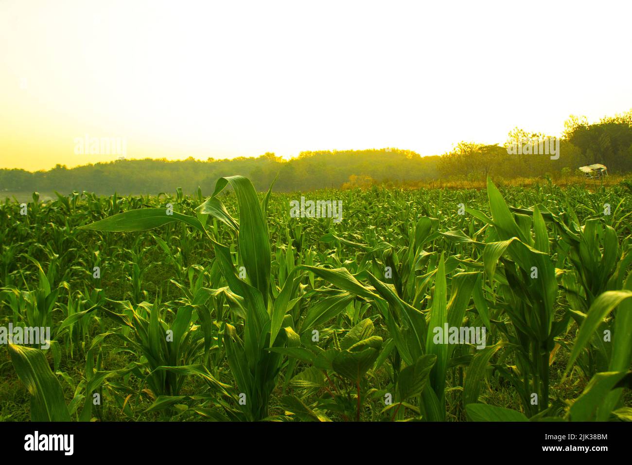 Beautiful morning sunrise over the corn field, indonesia Stock Photo ...