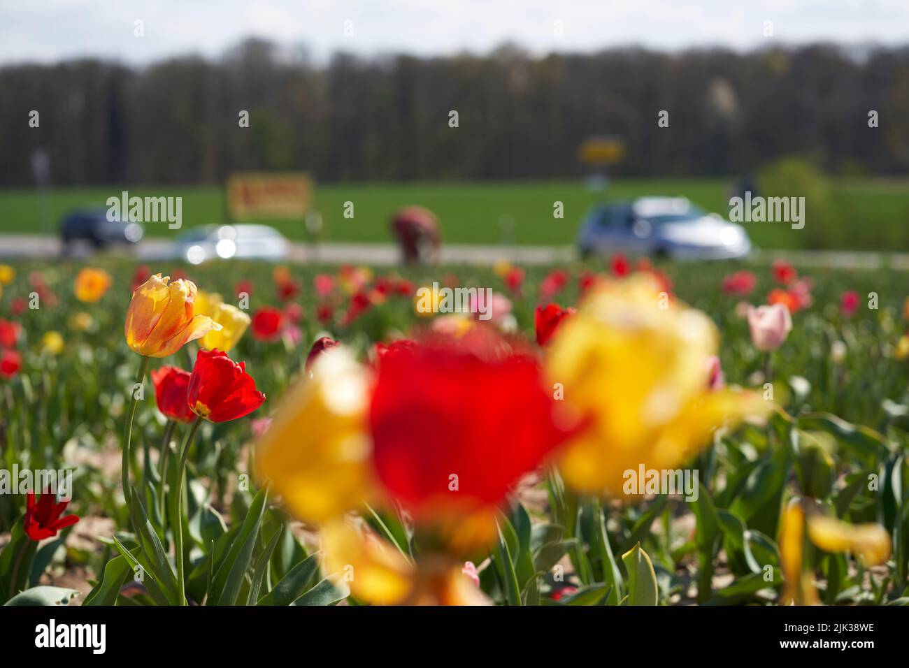 Tulip field on sunny Easter spring. Woman cut and pick flowers on ...