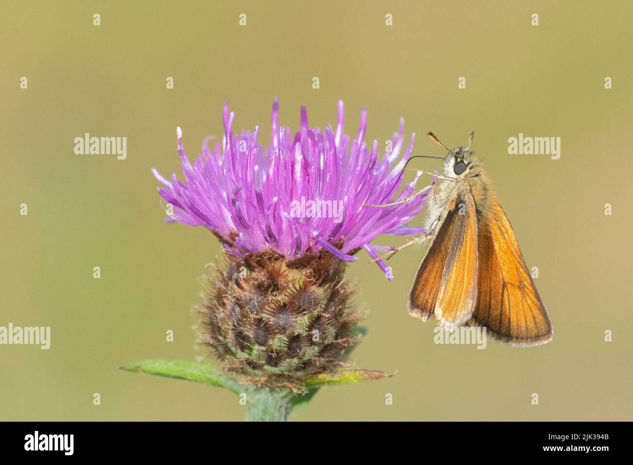 Skipper butterfly in southampton old cemetery hi-res stock photography ...