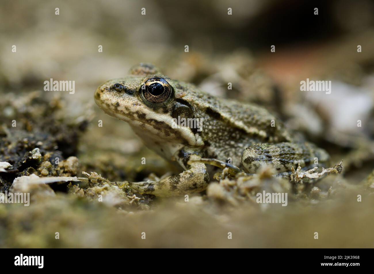 European green frog (Pelophylax esculentus) in Provence, in the south ...