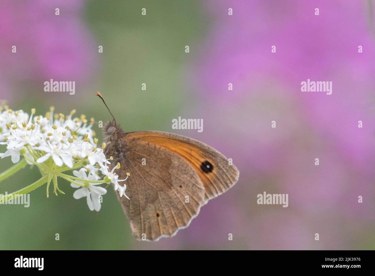 Gatekeeper butterfly on a white flower in Southampton Old Cemetery ...