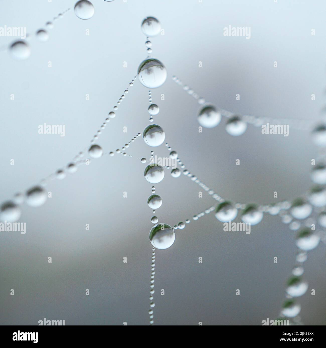 raindrops on the spider web in rainy days, abstract background Stock ...