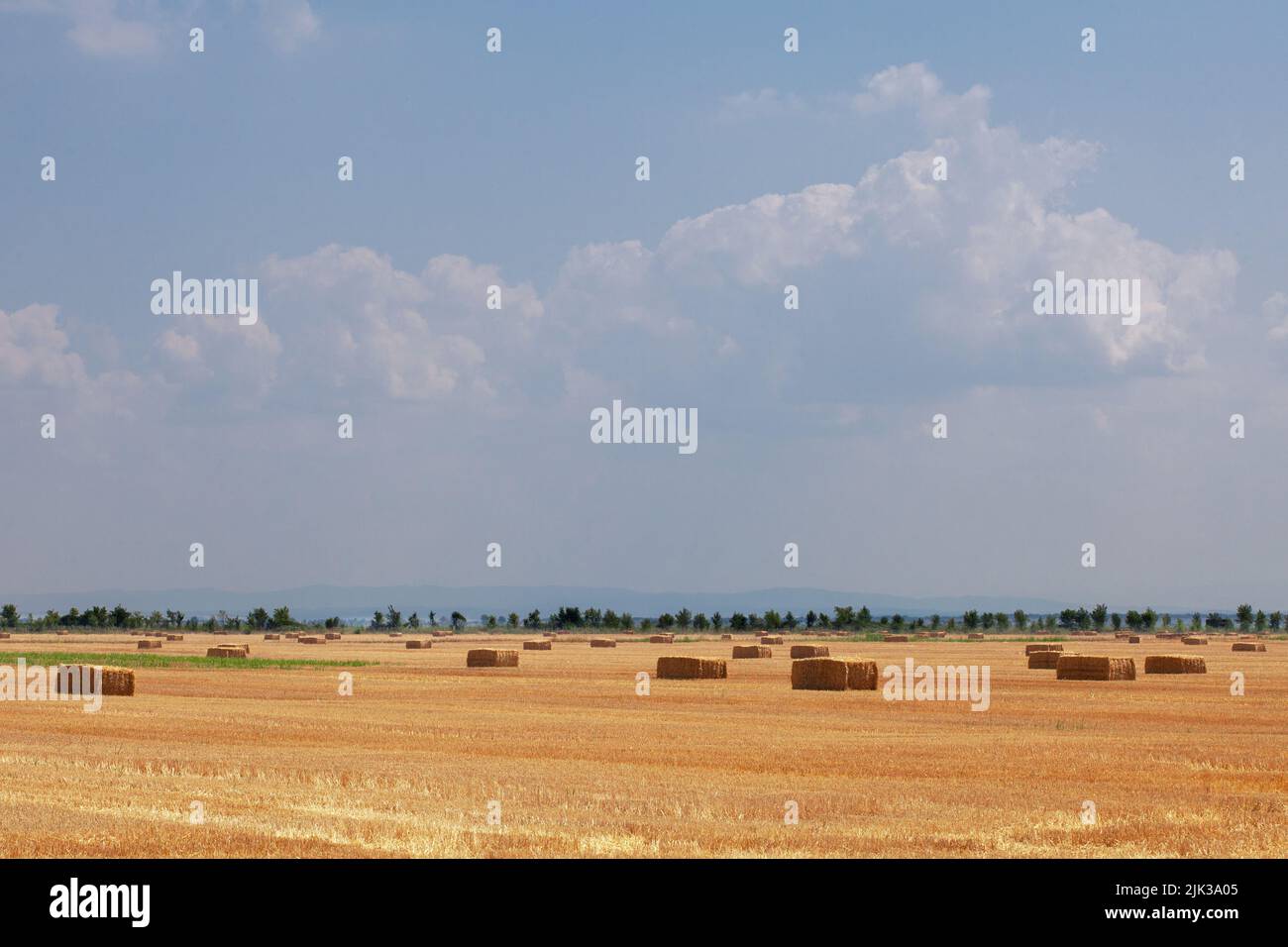 Wheat field after harvest with straw bales. Wheat field with straw ...