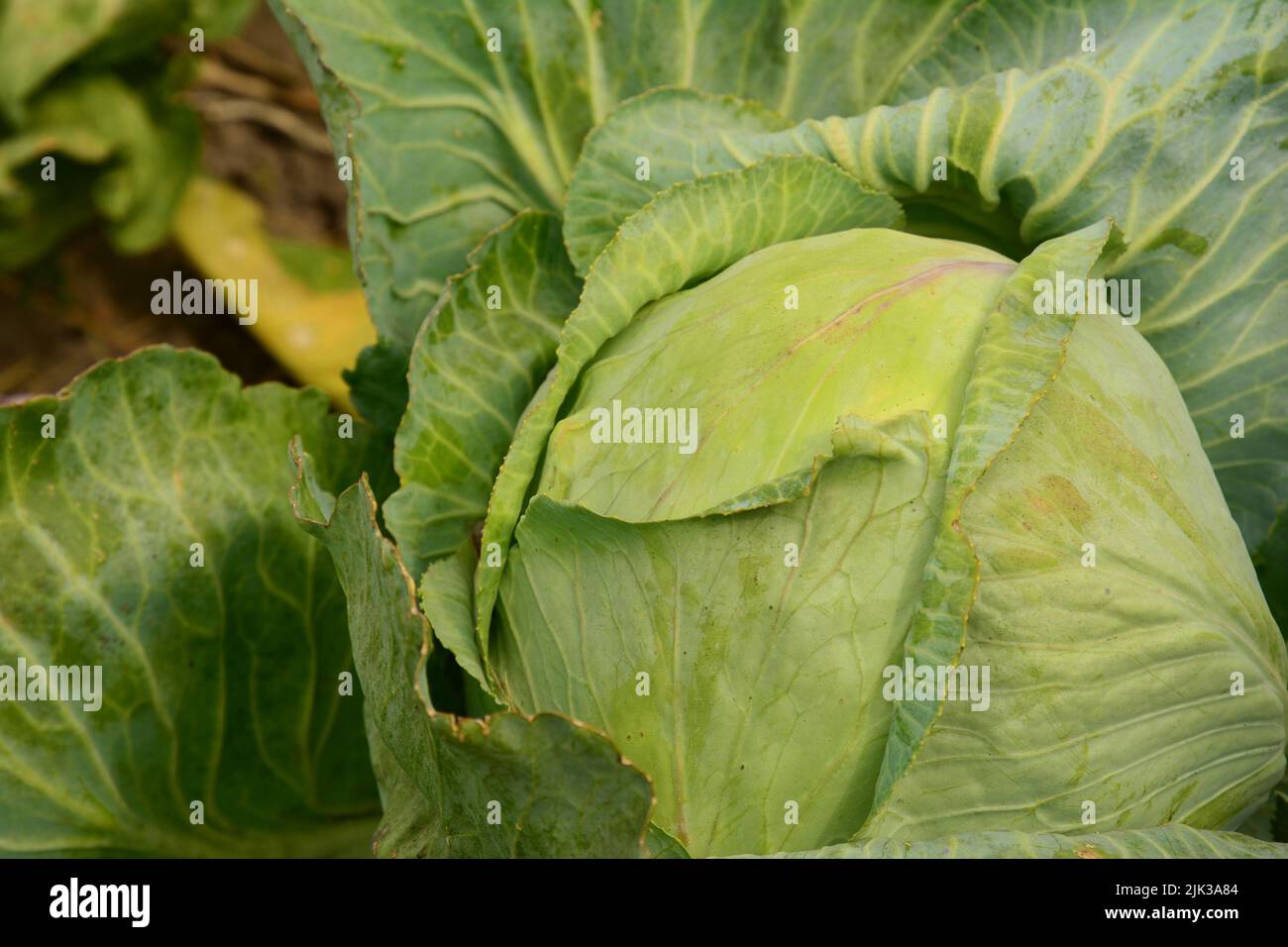 A close-up of a green early fresh organic cabbage head. Planting ...
