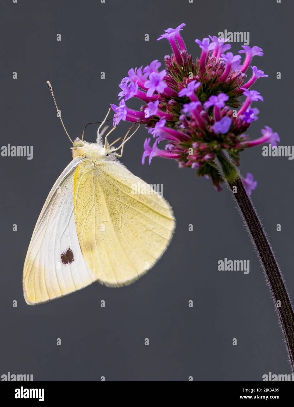 A close up of a female Small White butterfly, (Pieris rapae), feeding ...