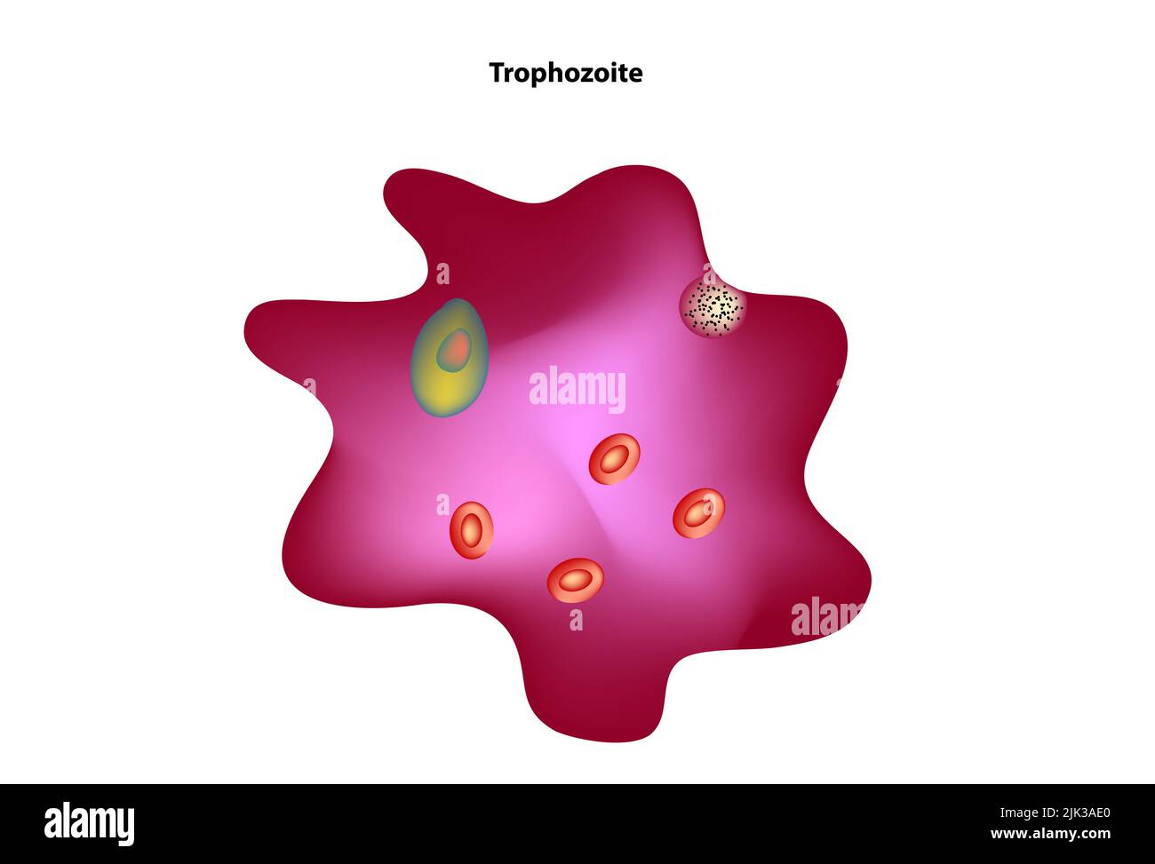 Microscopy Cut Out Stock Images & Pictures - Alamy